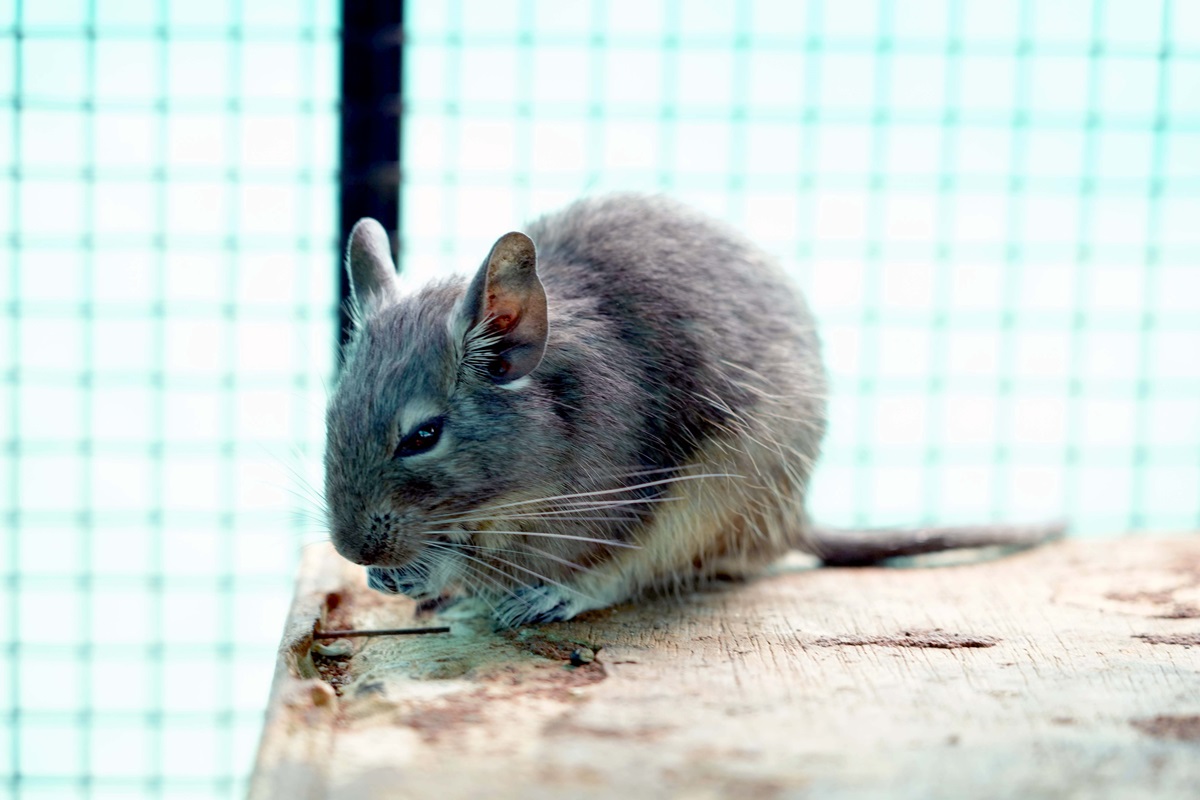 Our Family - Birds of Paradise Foundation