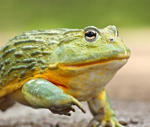 Our Family - Birds of Paradise Foundation