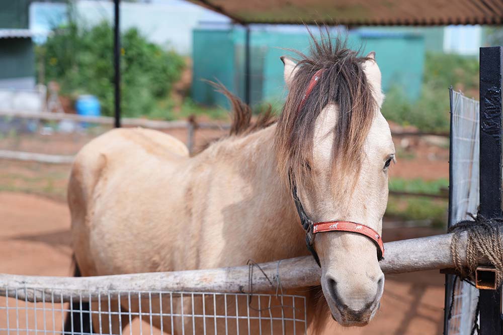 Explore Wildlife: Guided Tours & Stays | Animal Hub | Educational Centre