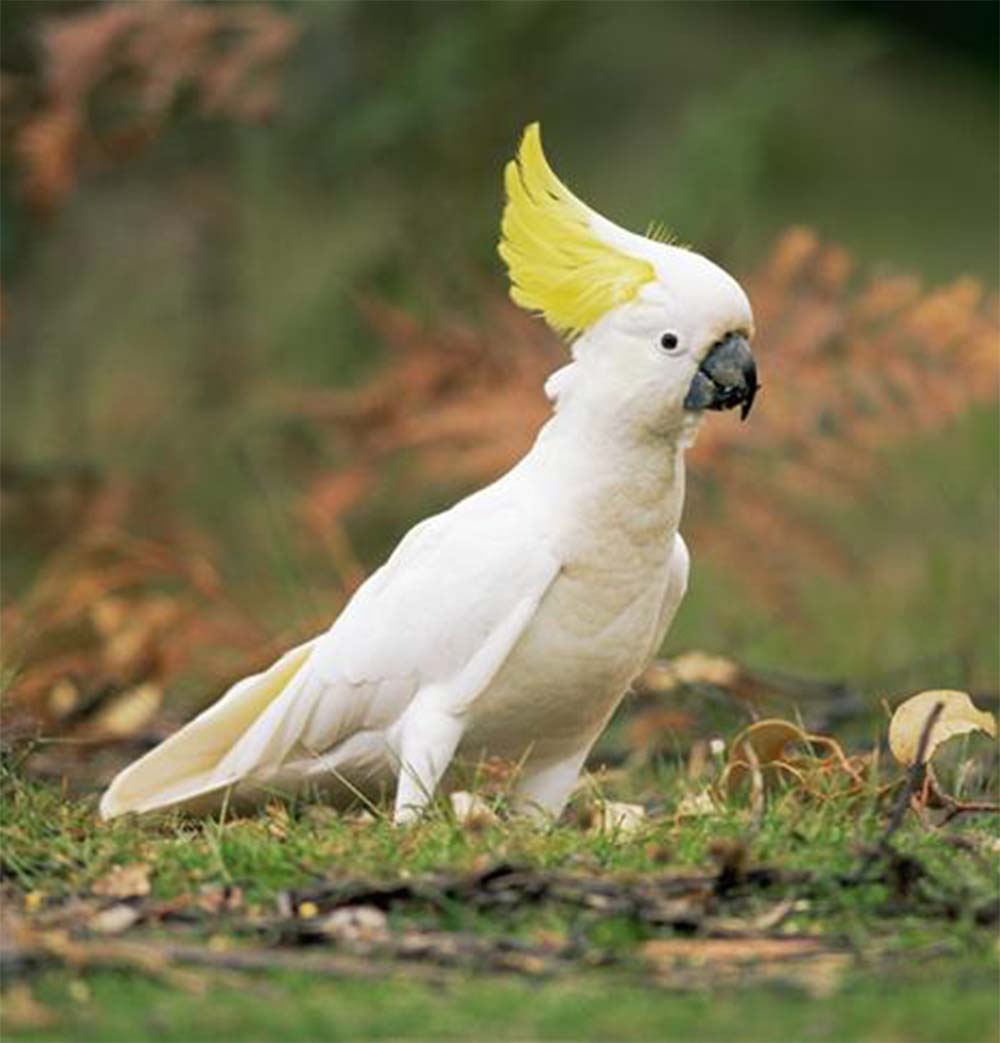 Our Family - Birds of Paradise Foundation