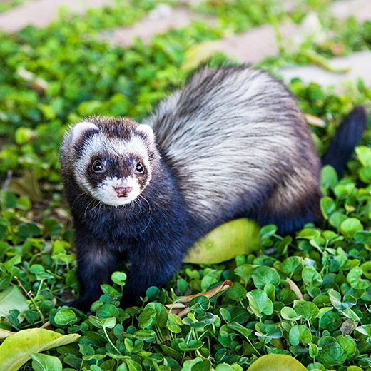 Our Family - Birds of Paradise Foundation