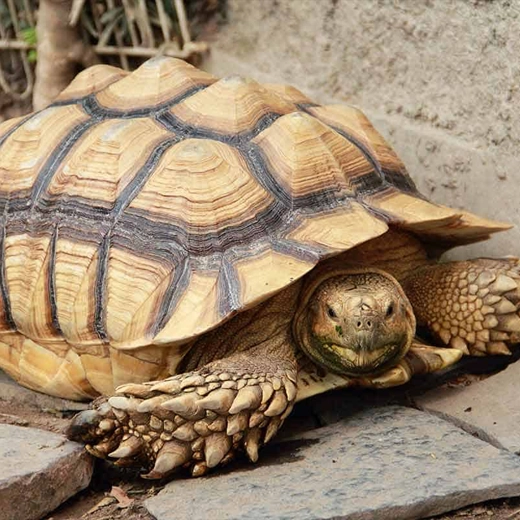 Our Family - Birds of Paradise Foundation