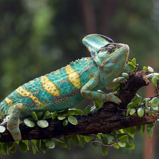 Our Family - Birds of Paradise Foundation